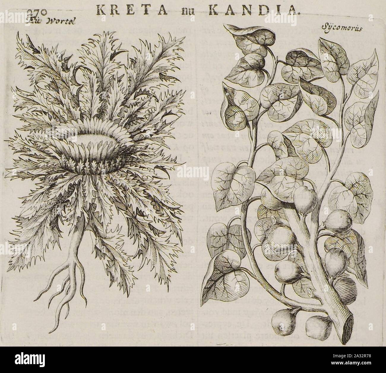 Eü Wortel, Sÿkomorus - Dapper Olfert - 1688 Stock Photo - Alamy