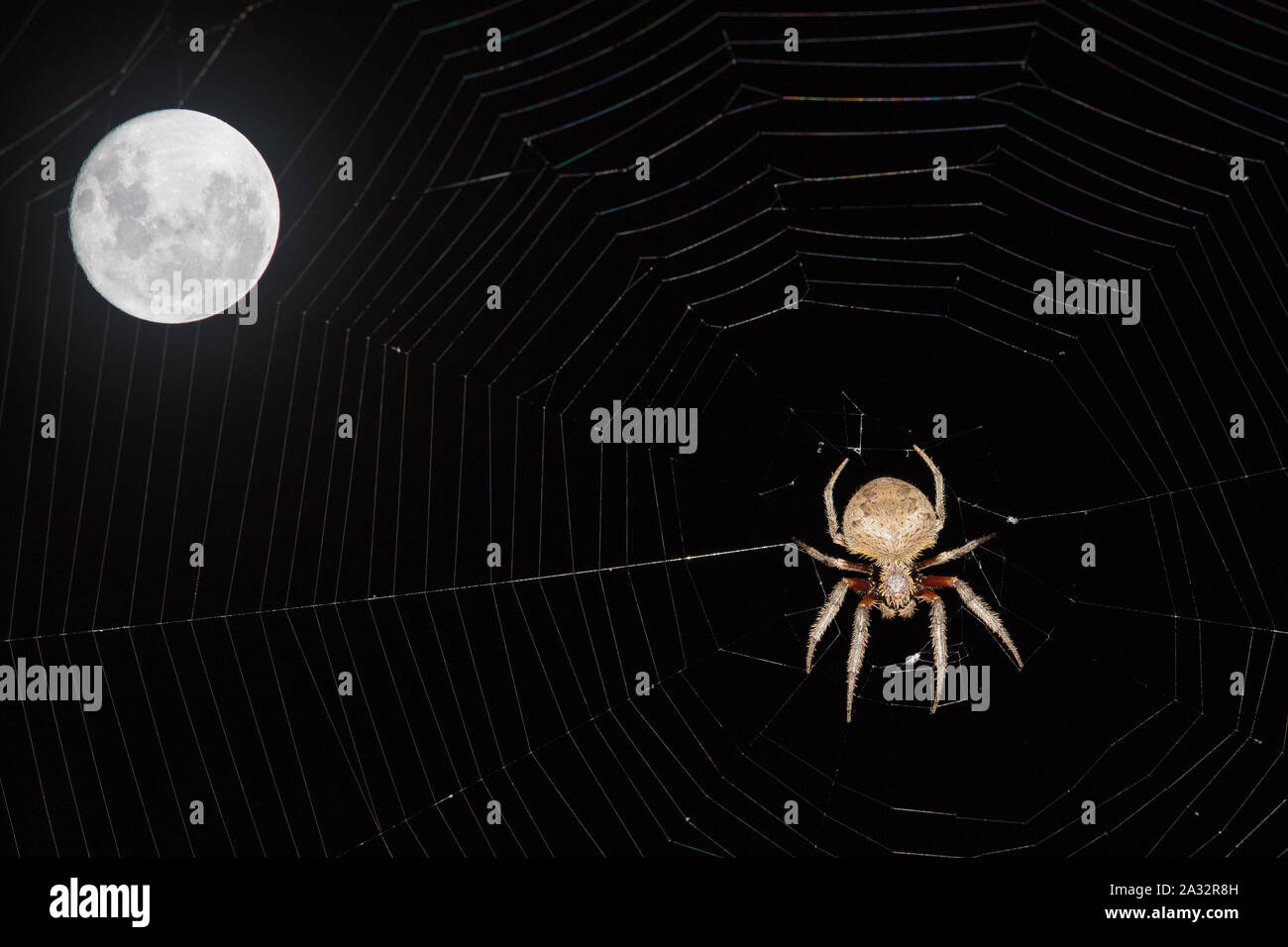 Moon and spider hi-res stock photography and images - Alamy
