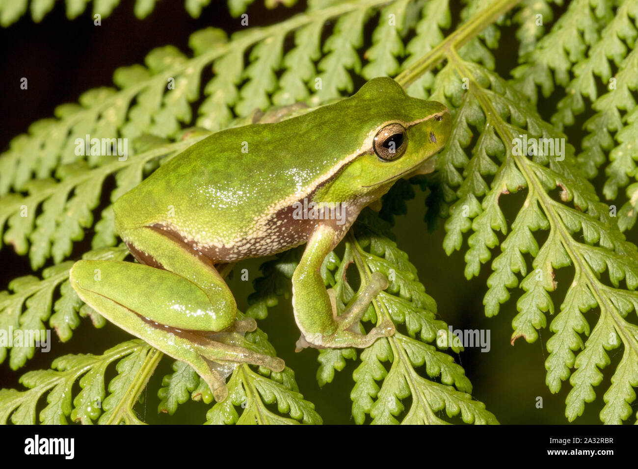 Leaf-green Tree Frog resting on fern Stock Photo - Alamy