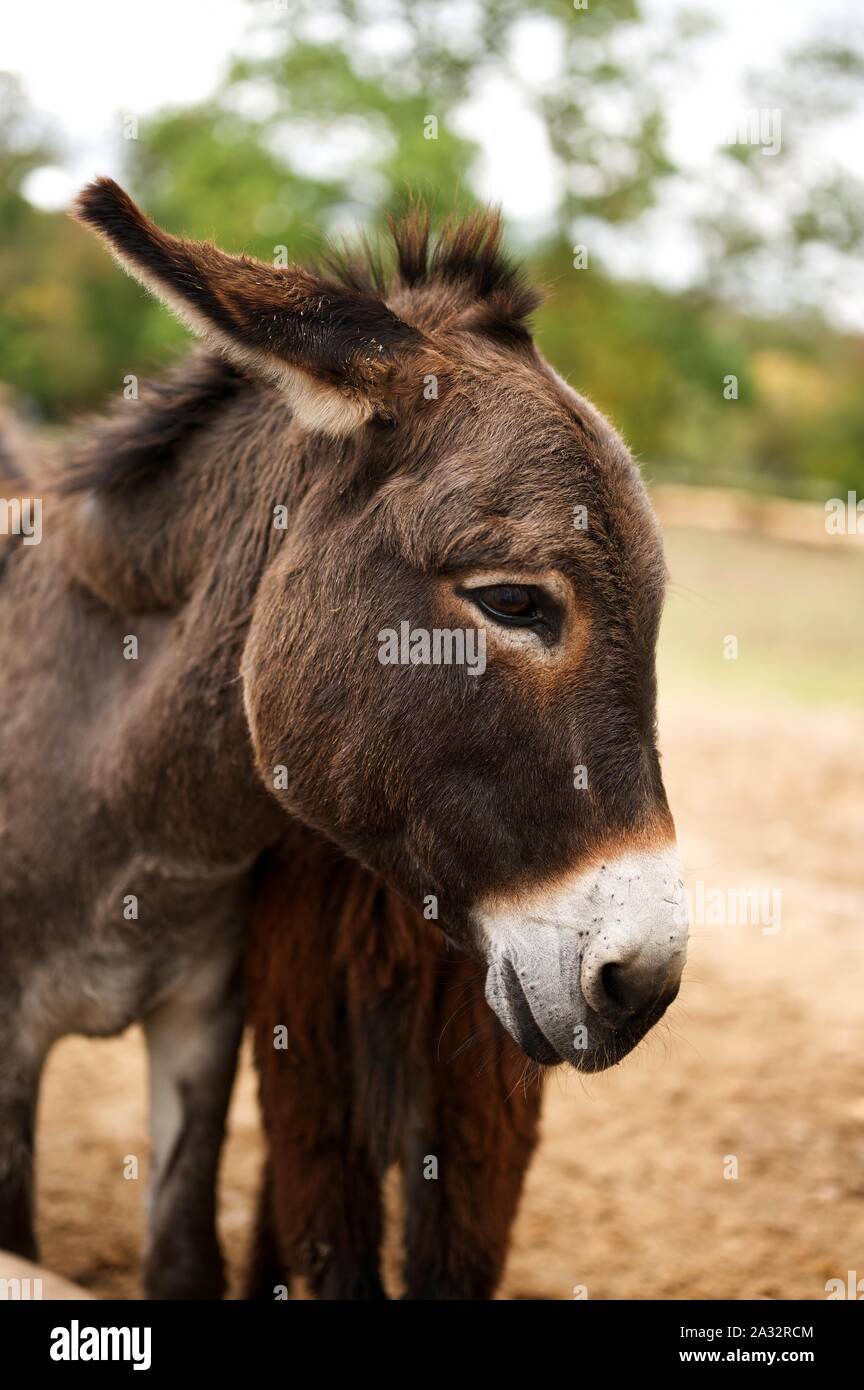 portrait of a donkey looking forward Stock Photo - Alamy