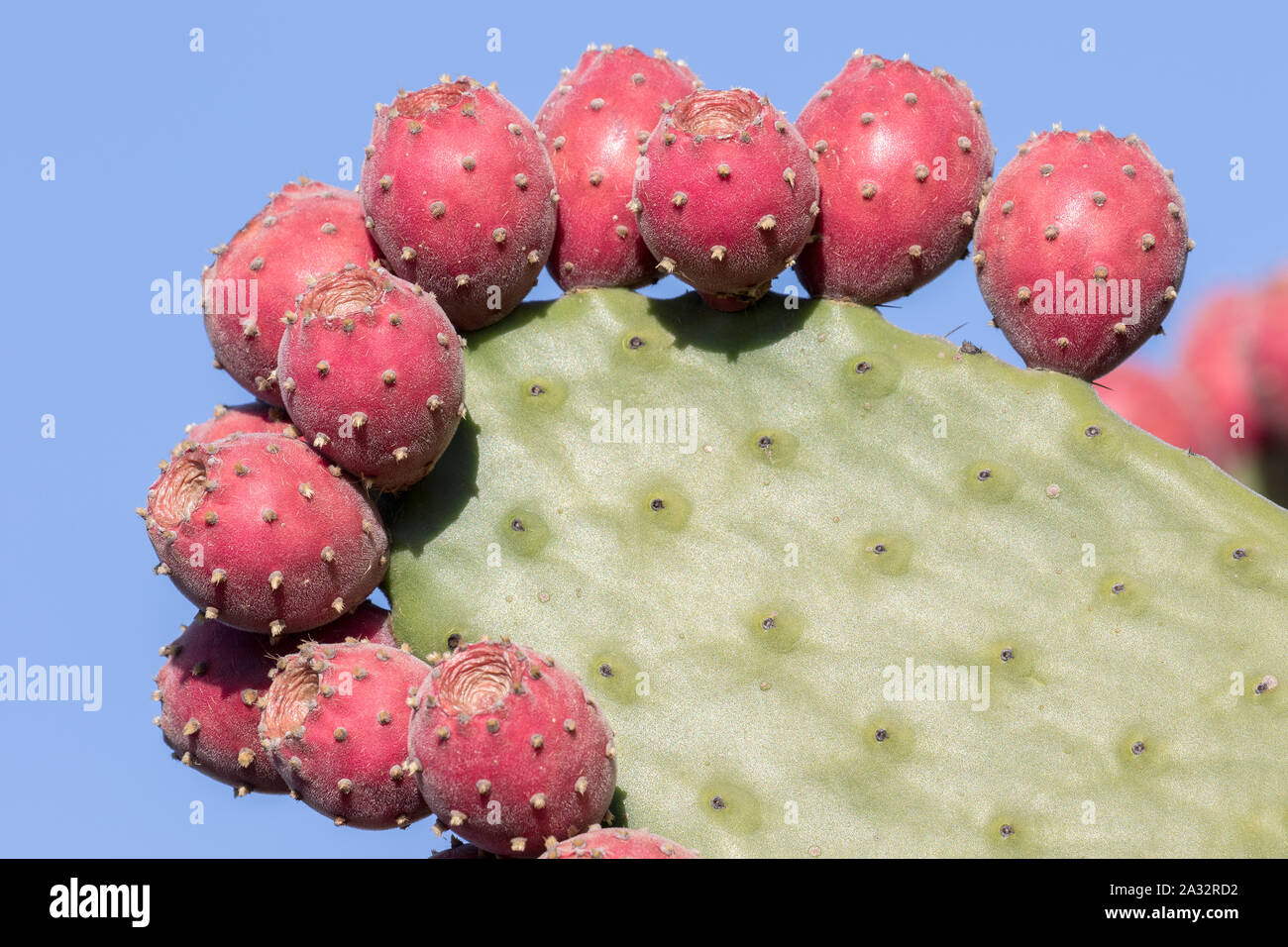 Prickly pear pest hi-res stock photography and images - Alamy