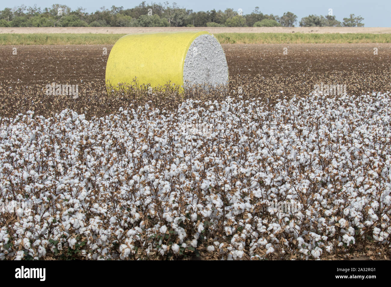 Cotton farming Western NSW Australia Stock Photo - Alamy