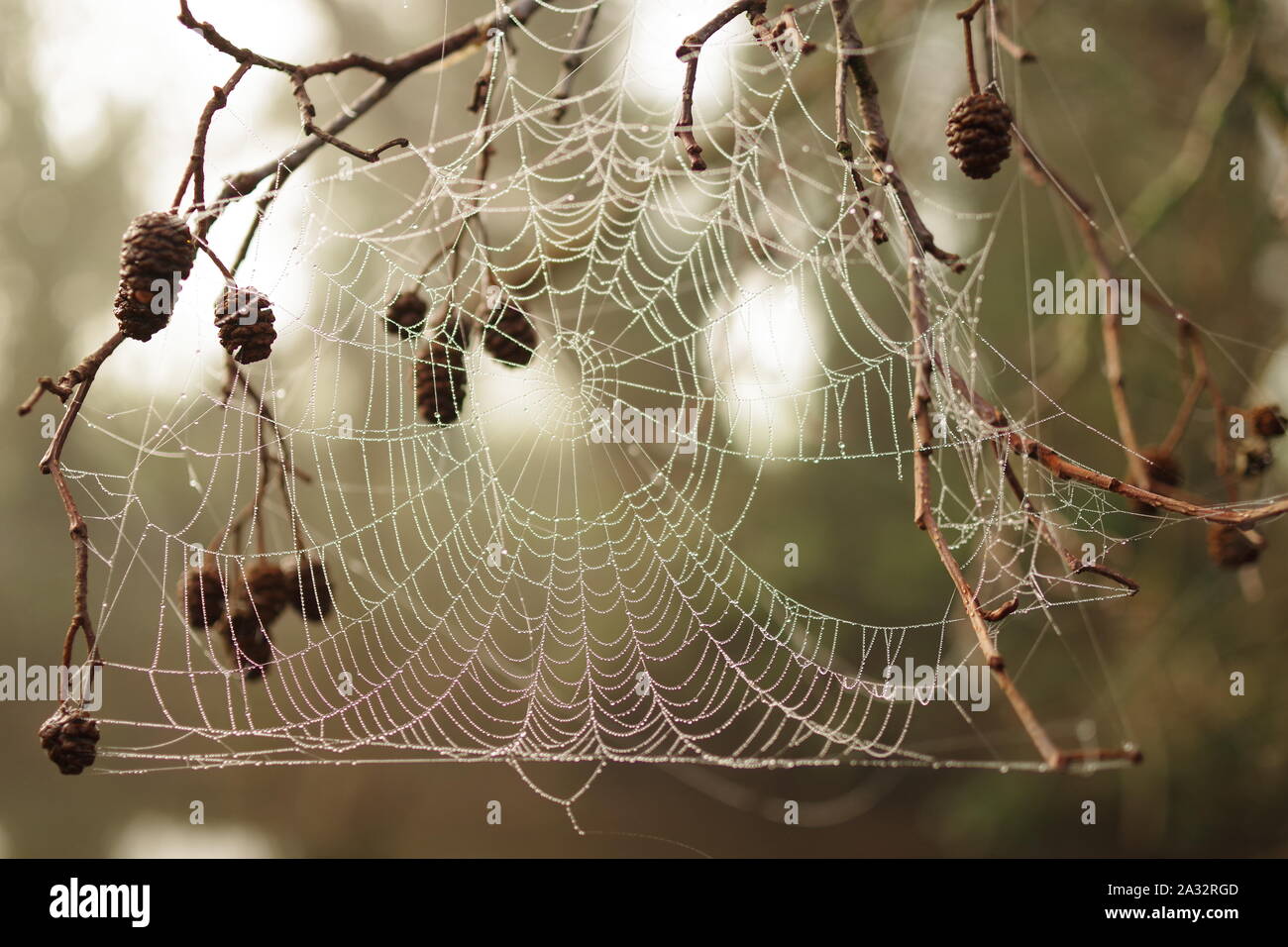 Mist Covered Spiders Web on an Alder Branch. Exeter, Devon, UK Stock ...