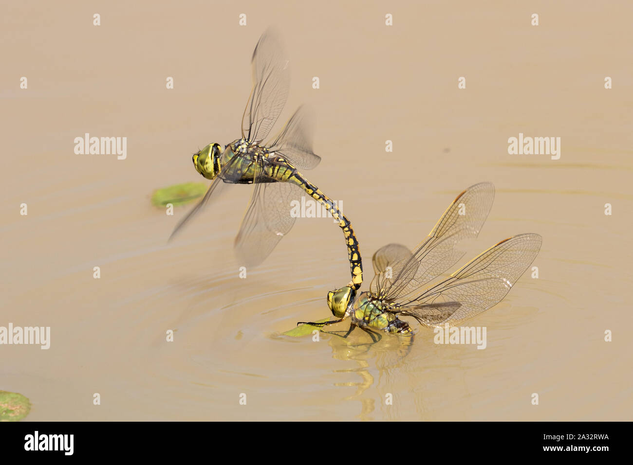 Australian Emperor Dragonfly laying eggs Stock Photo - Alamy