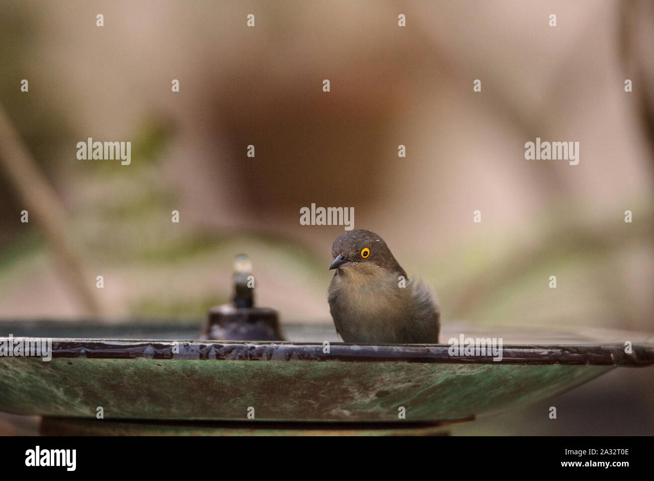 Female Black-faced Dacnis bird Dacnis lineata perches on a bird bath ...
