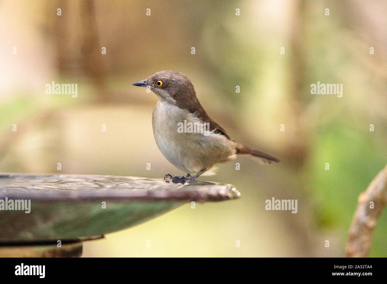Female Black-faced Dacnis bird Dacnis lineata perches on a bird bath ...