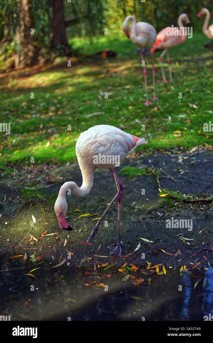Flamingos drinking water in hi-res stock photography and images - Alamy