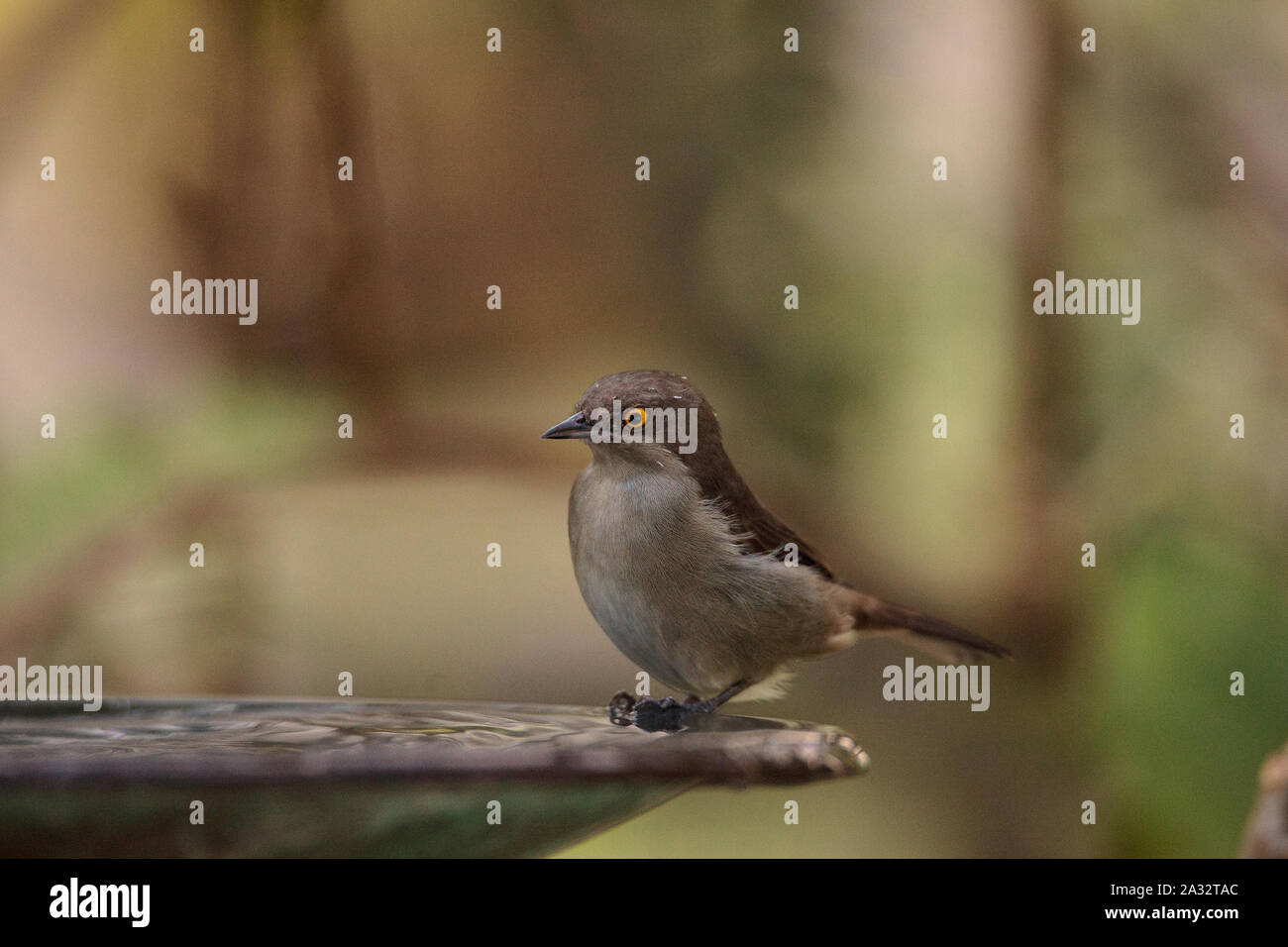 Dacnis lineata hi-res stock photography and images - Alamy