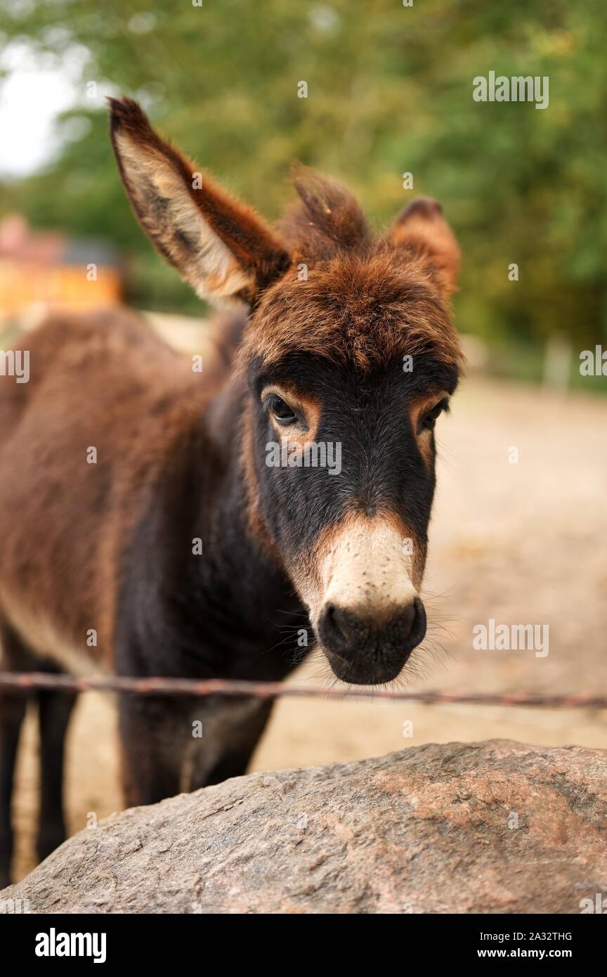 portrait of a donkey looking forward Stock Photo - Alamy