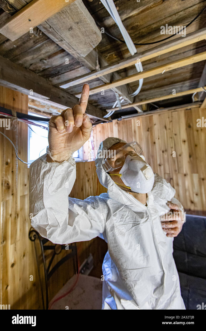 Aspergillus fumigatus hi-res stock photography and images - Alamy