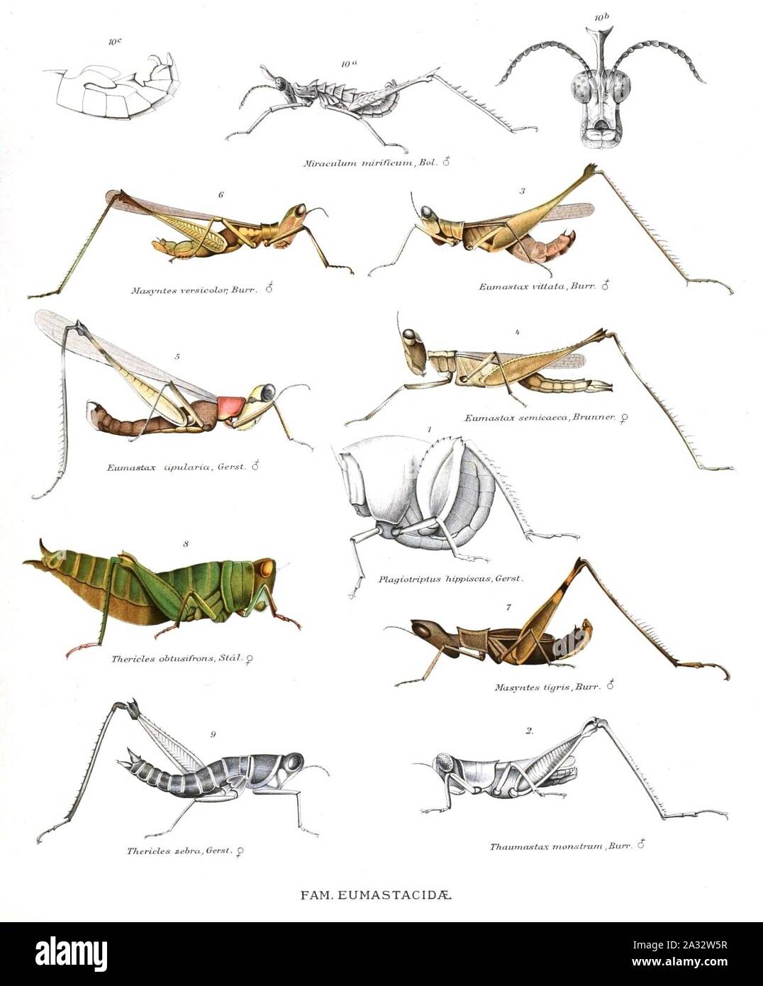 Eumastacidae Genera Insectorum Stock Photo - Alamy