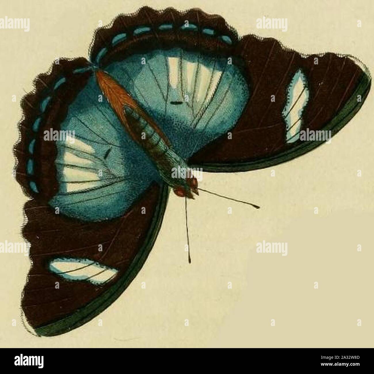 Medon hi-res stock photography and images - Alamy