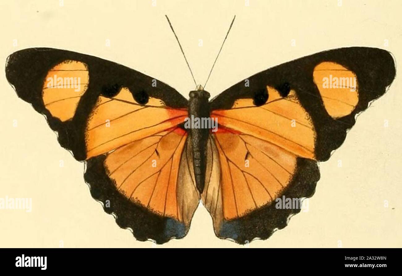 Euphaedra hi-res stock photography and images - Alamy