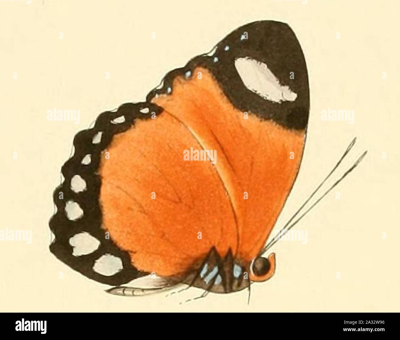 Euphaedra ruspina hi-res stock photography and images - Alamy