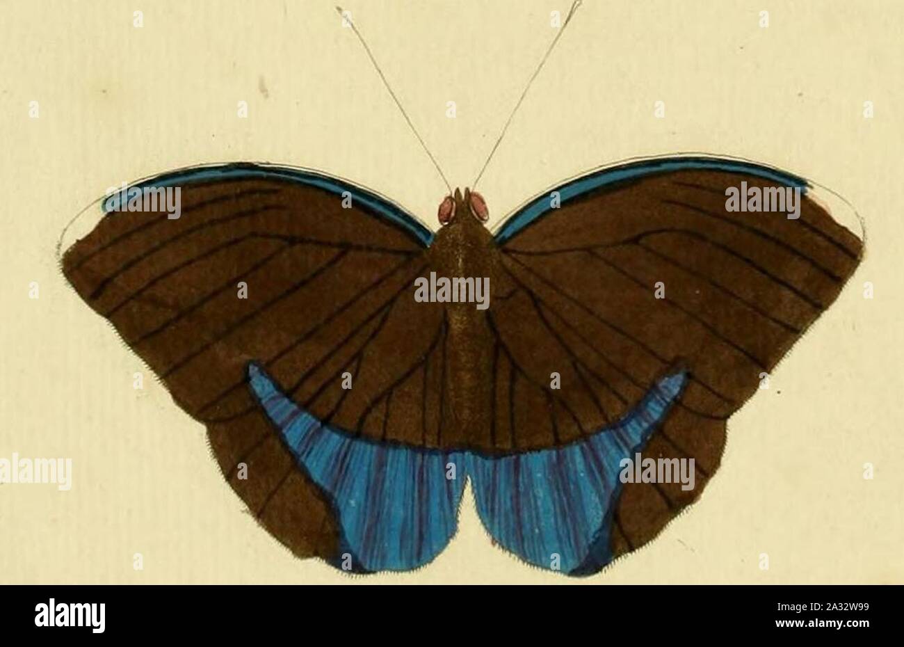 Euphaedra harpalyce hi-res stock photography and images - Alamy