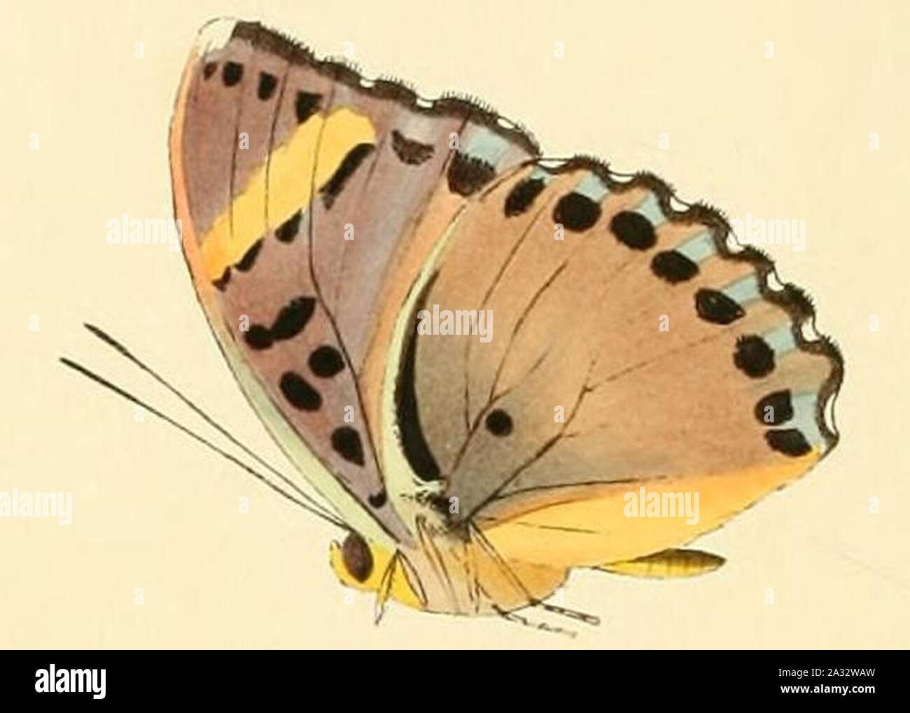 Rezia hi-res stock photography and images - Alamy