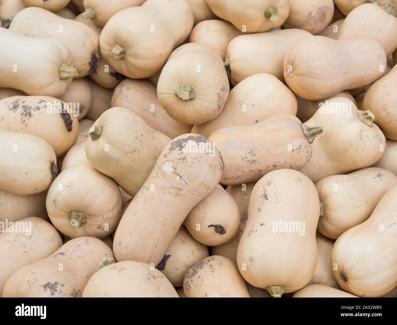 Harvest: Heap of Butternut Squash, Cucurbita moschata Stock Photo - Alamy