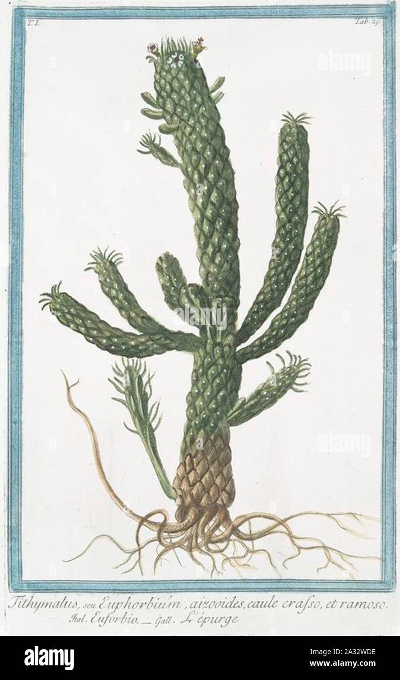 Euphorbia - Hortus Romanus Stock Photo - Alamy