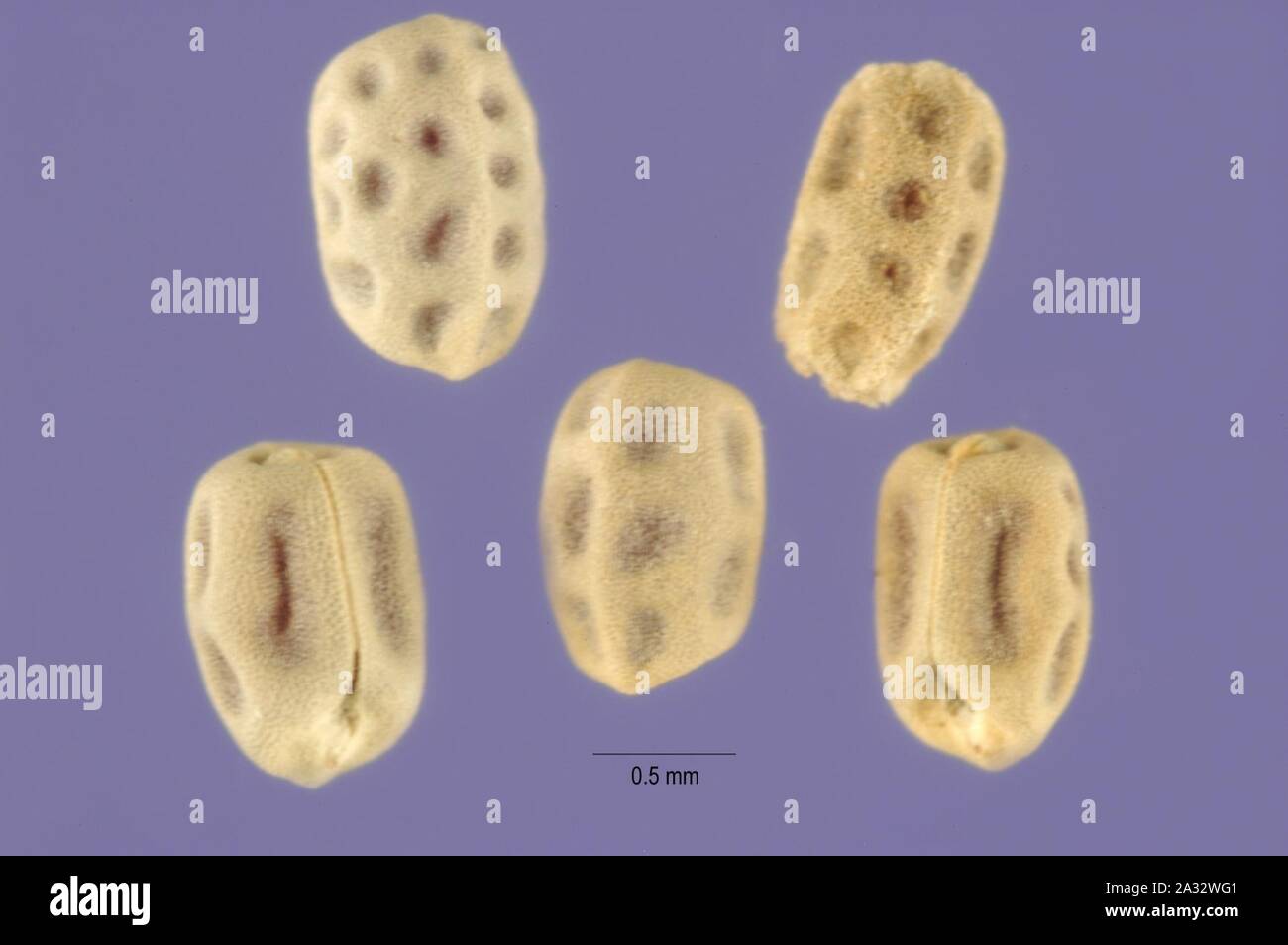 Euphorbia peplus hi-res stock photography and images - Alamy