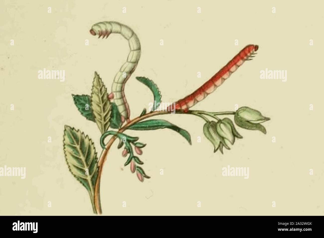 Eupithecia unedonata larvae Stock Photo - Alamy