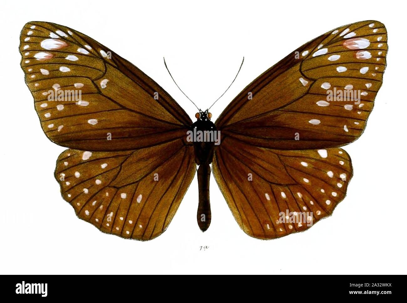 38 1a hi-res stock photography and images - Alamy