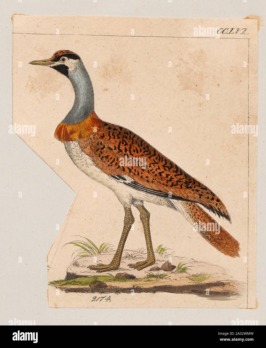 Eupodotis nuba hi-res stock photography and images - Alamy