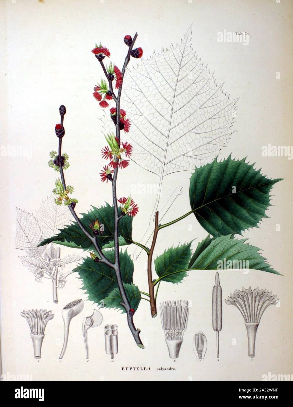 Polyandra High Resolution Stock Photography and Images - Alamy