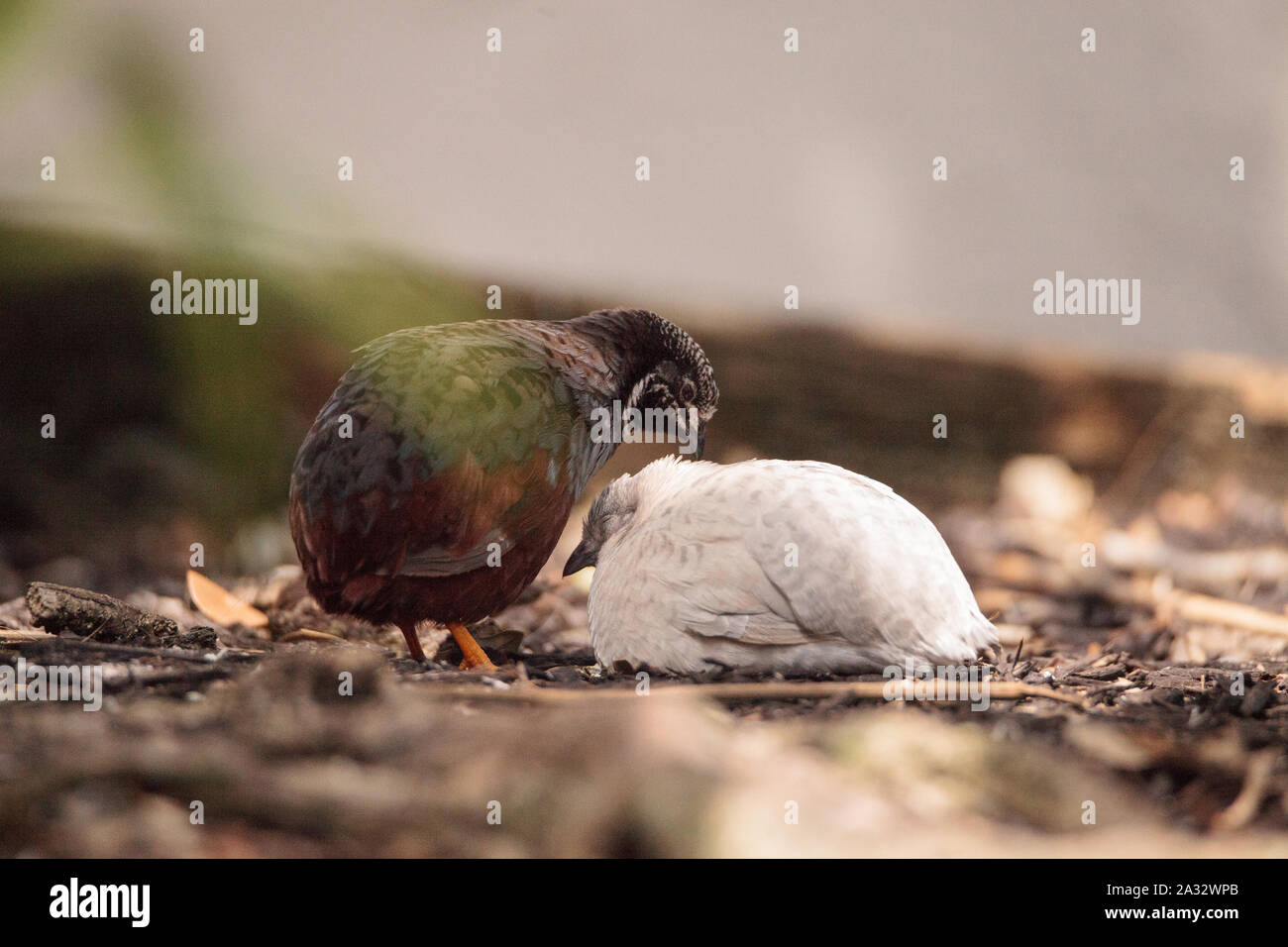 Quail Nesting High Resolution Stock Photography and Images - Alamy