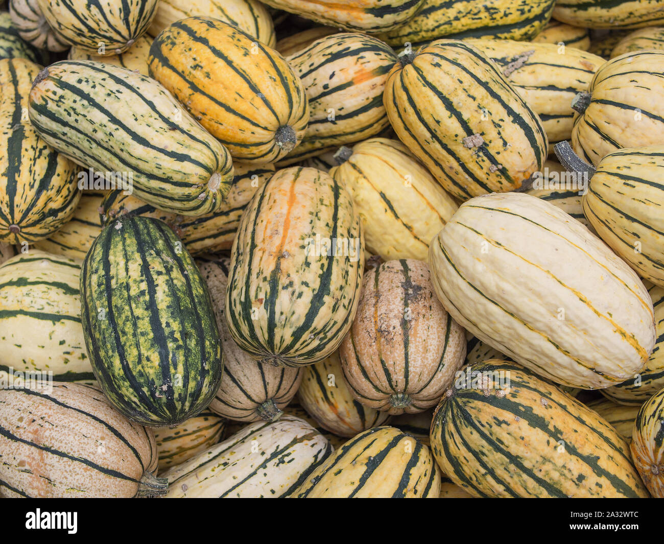 Harvest: Heap of US American Delicata Squash, peanut squash, Cucurbita ...