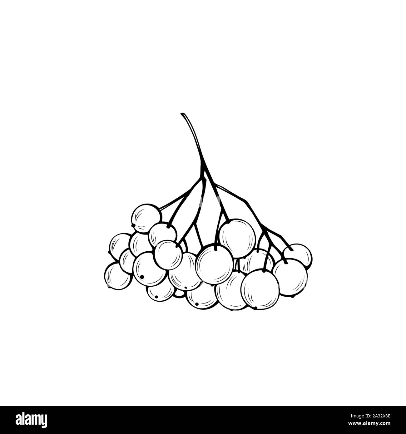 Hand drawn rowan branch Stock Vector Images - Alamy