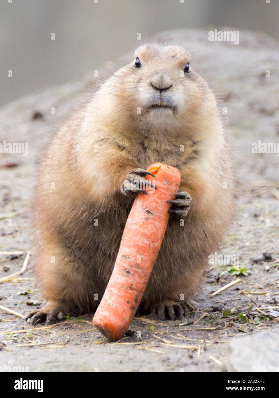 Dog eating carrot hi-res stock photography and images - Alamy