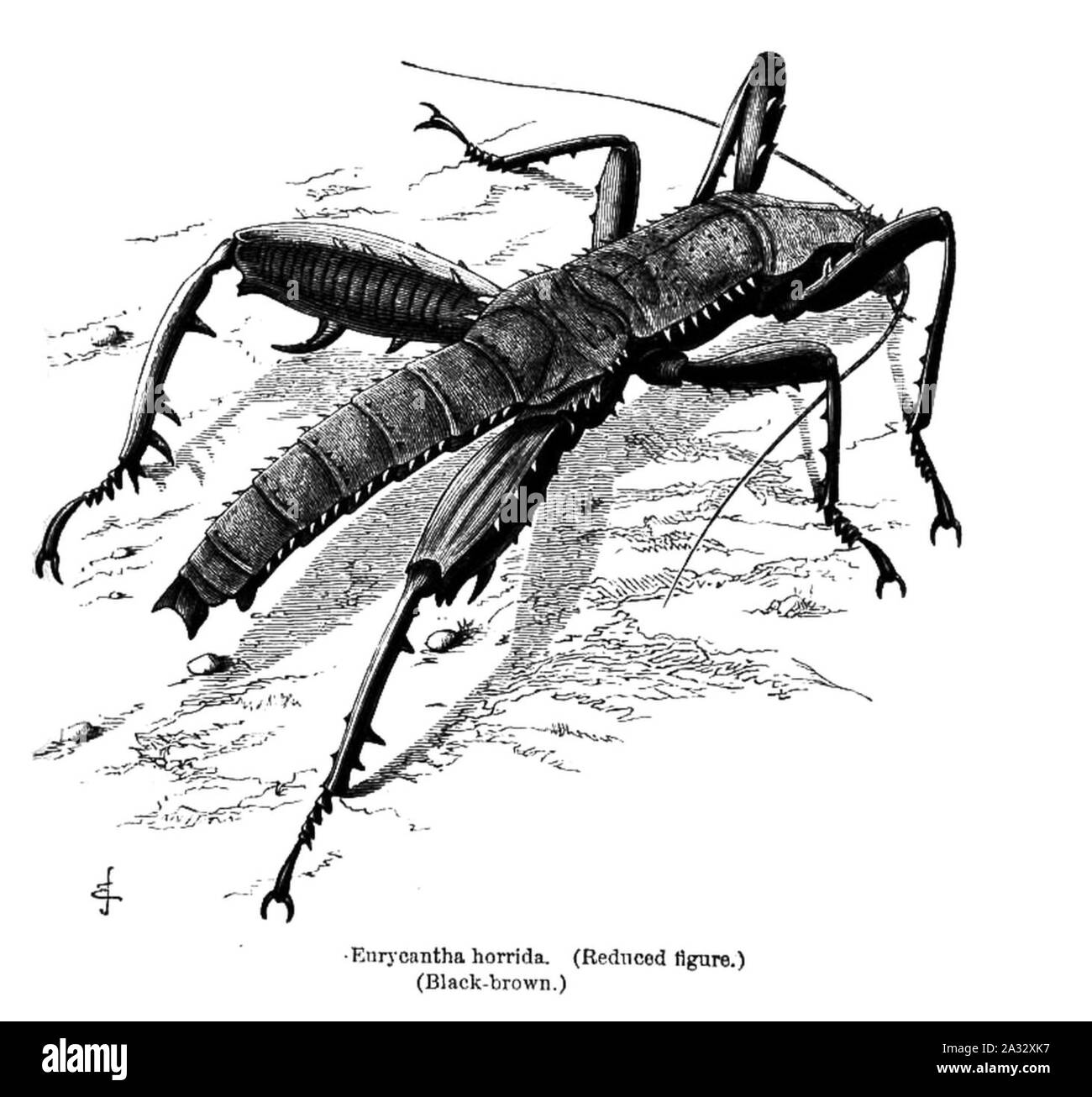 Eurycantha horrida Black and White Stock Photos & Images - Alamy