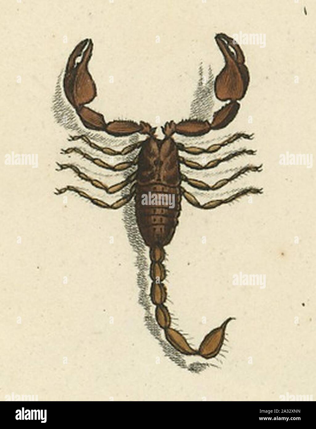 Germanus hi-res stock photography and images - Alamy