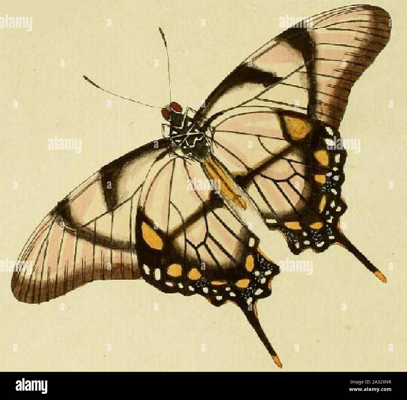 Eurytides dolicaon hi-res stock photography and images - Alamy