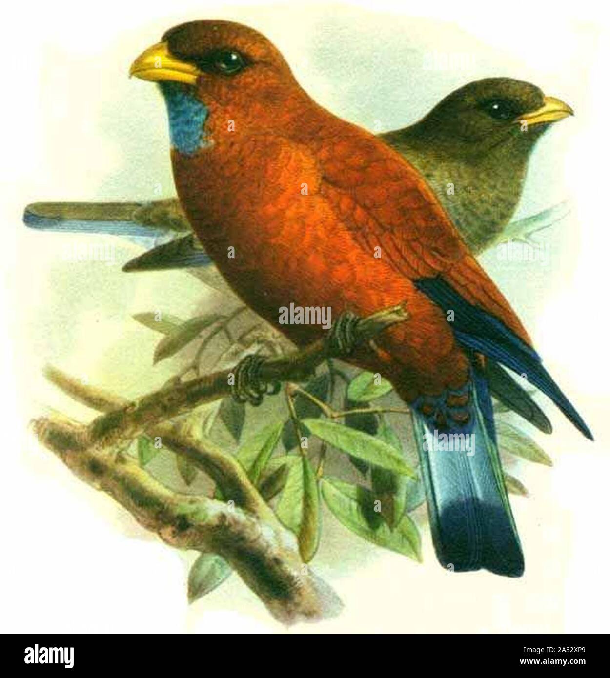 Eurystomus gularis hi-res stock photography and images - Alamy