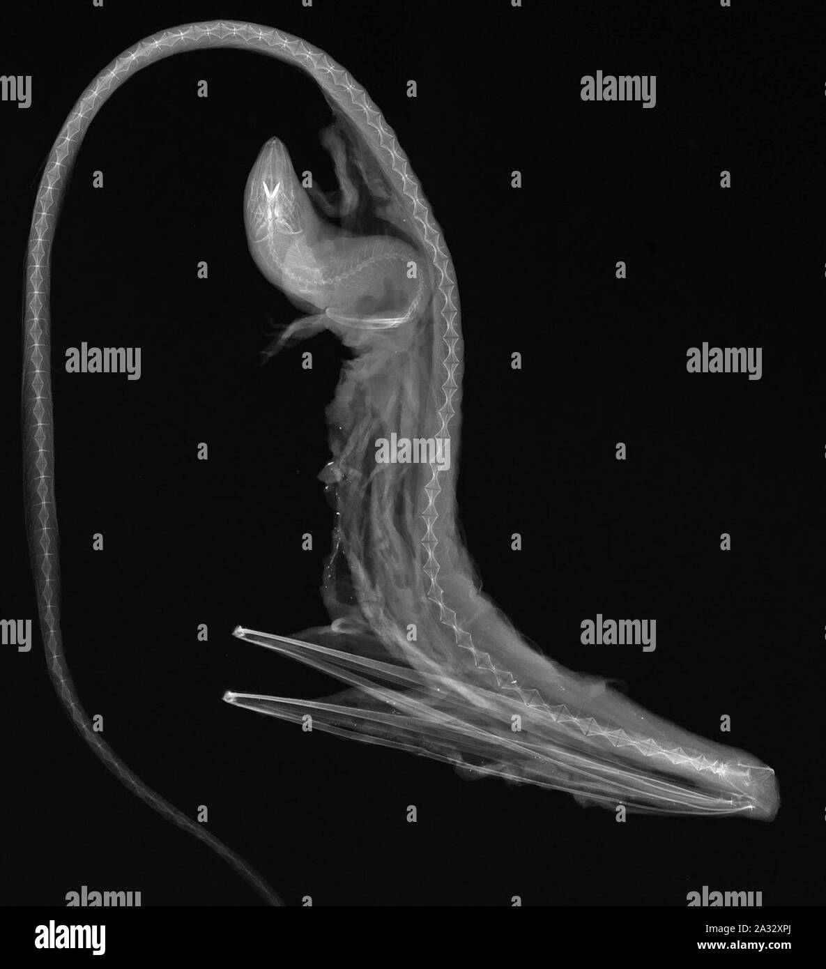 Eurypharynx pelecanoides X-ray (cropped Stock Photo - Alamy