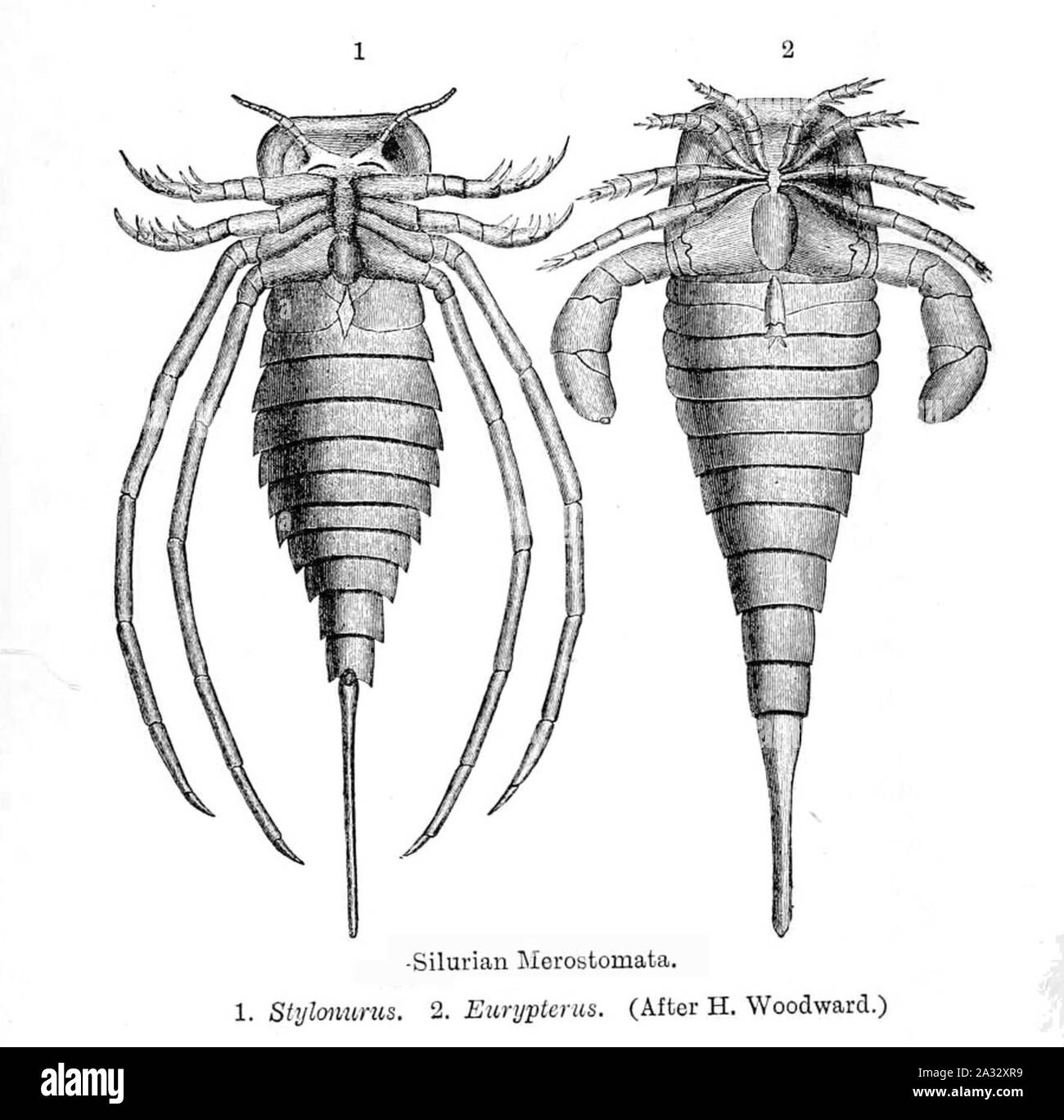 Small Fossil Eurypterid