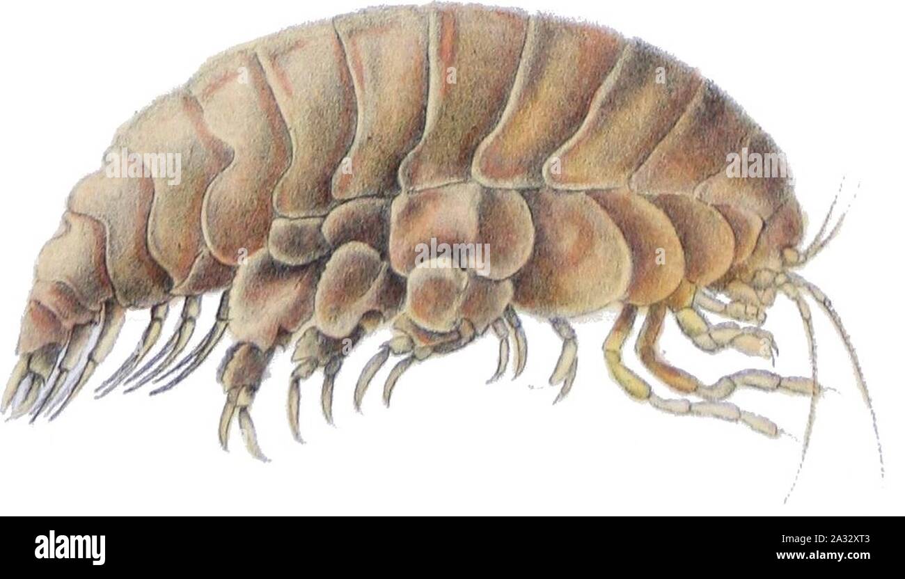 Eurythenes gryllus hi-res stock photography and images - Alamy