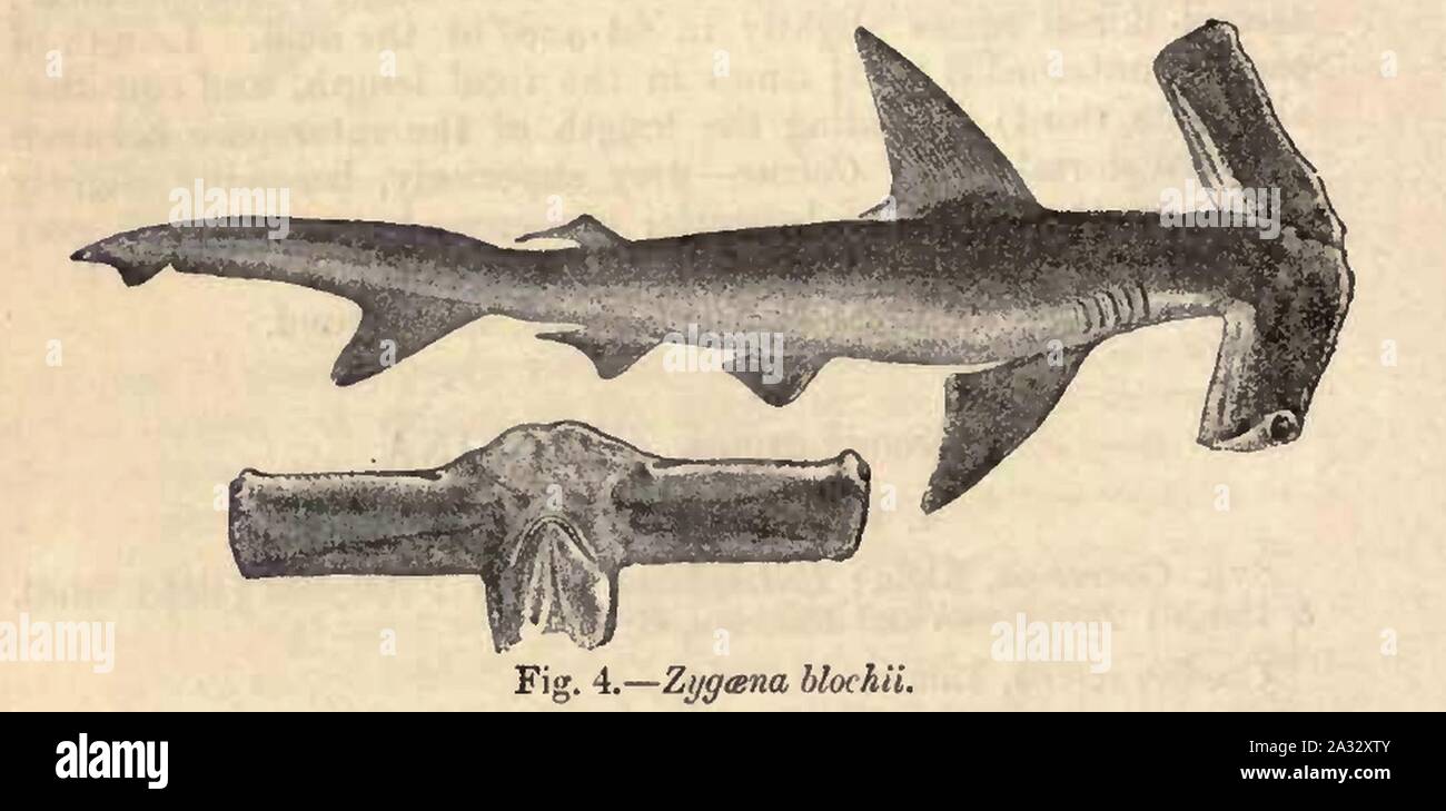 Eusphyra blochii hi-res stock photography and images - Alamy