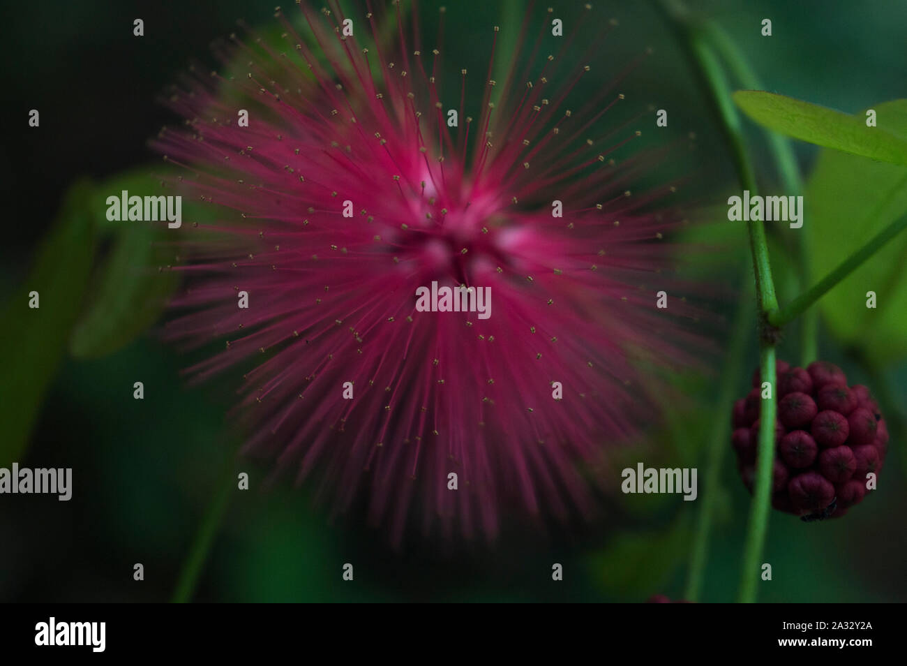Calliandra Tweedii in the shade Stock Photo - Alamy