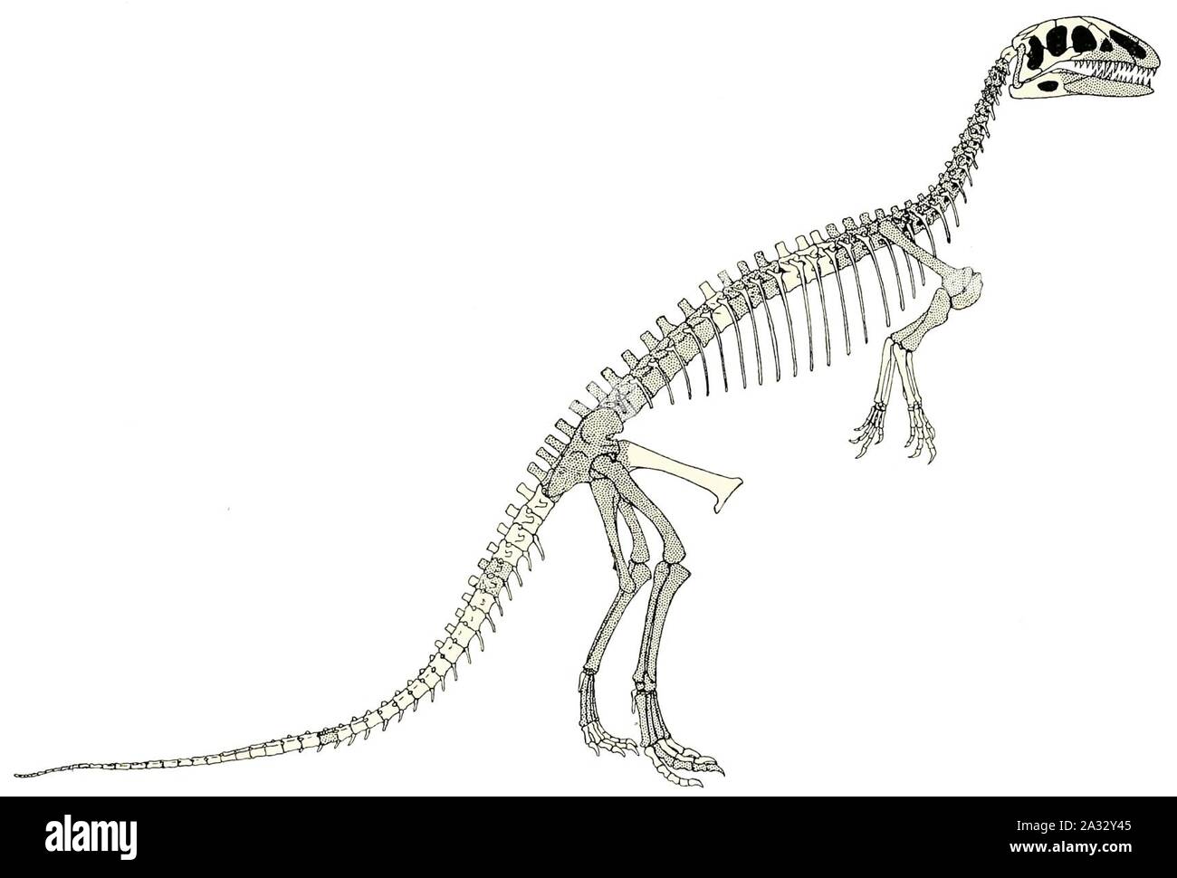 Eustreptospondylus hi-res stock photography and images - Alamy