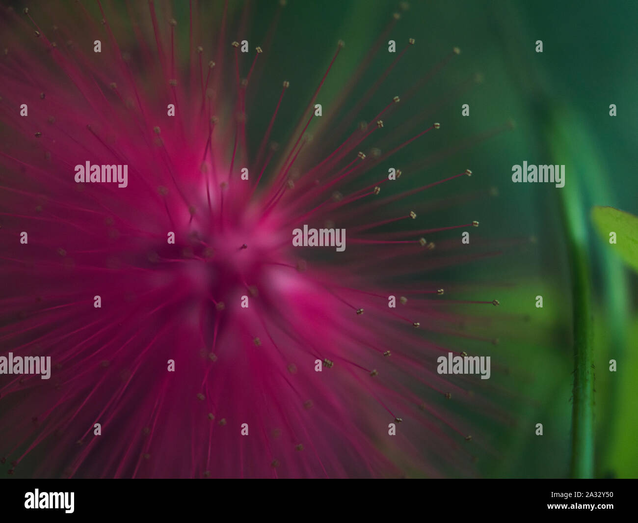 Calliandra plant hi-res stock photography and images - Alamy