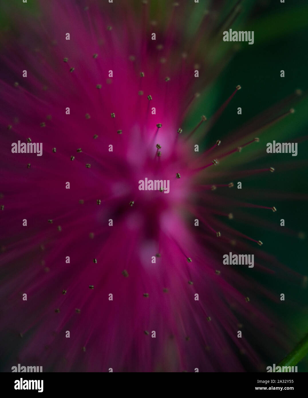 Calliandra plant hi-res stock photography and images - Alamy