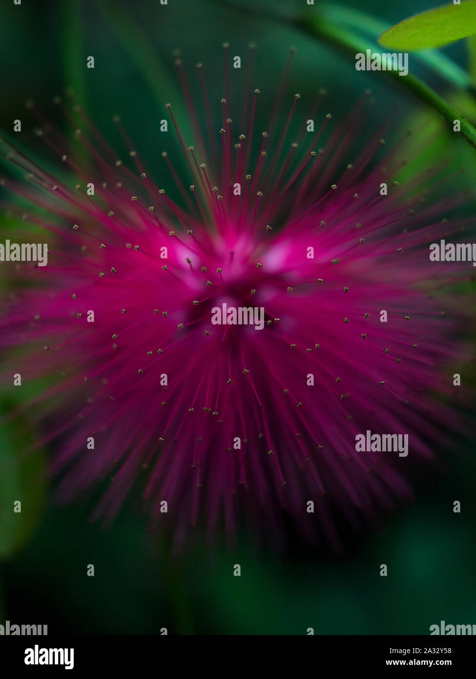 Calliandra plant hi-res stock photography and images - Alamy