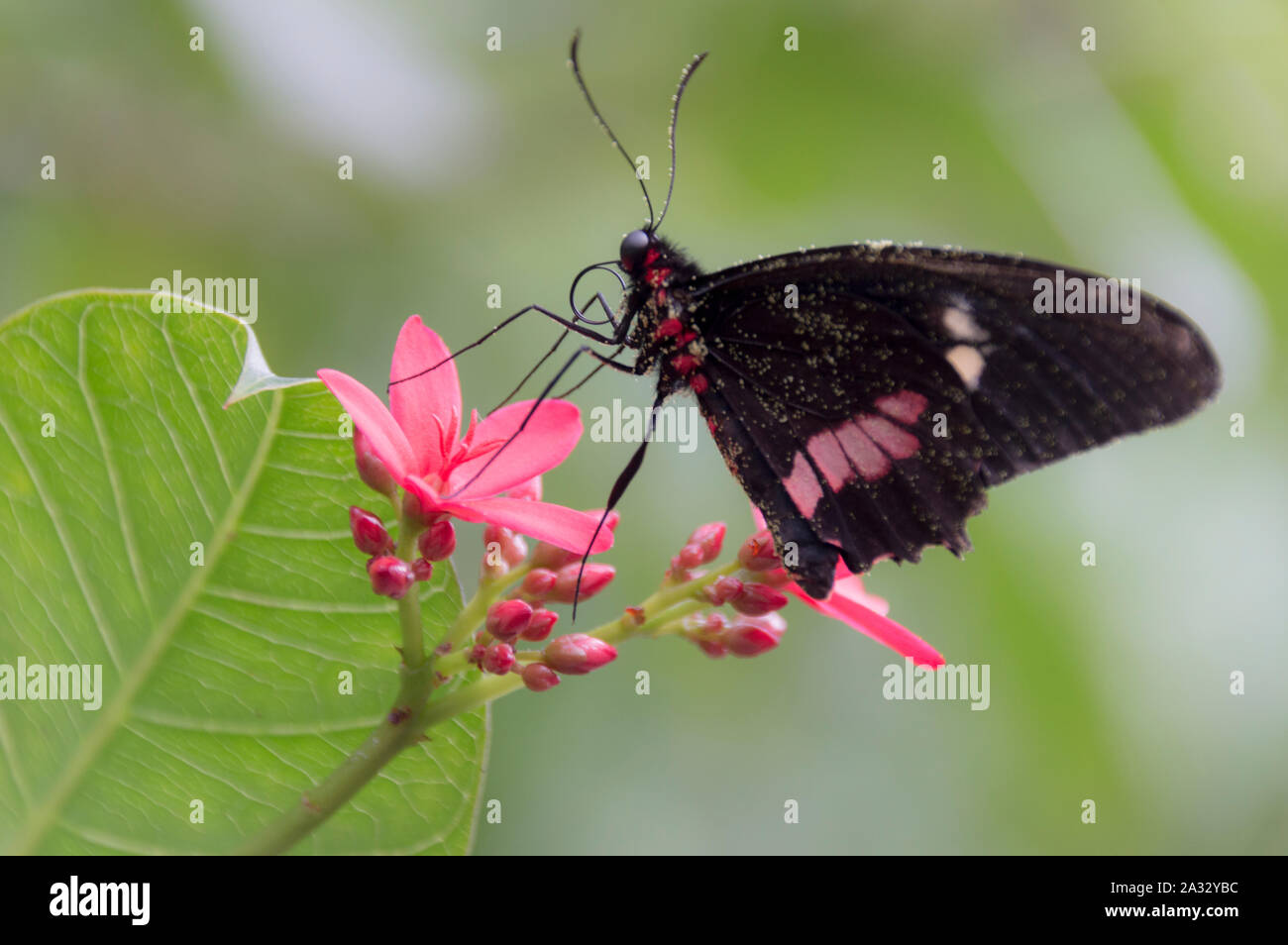 Pink cattleheart butterfly or parides iphidamas High Resolution Stock ...