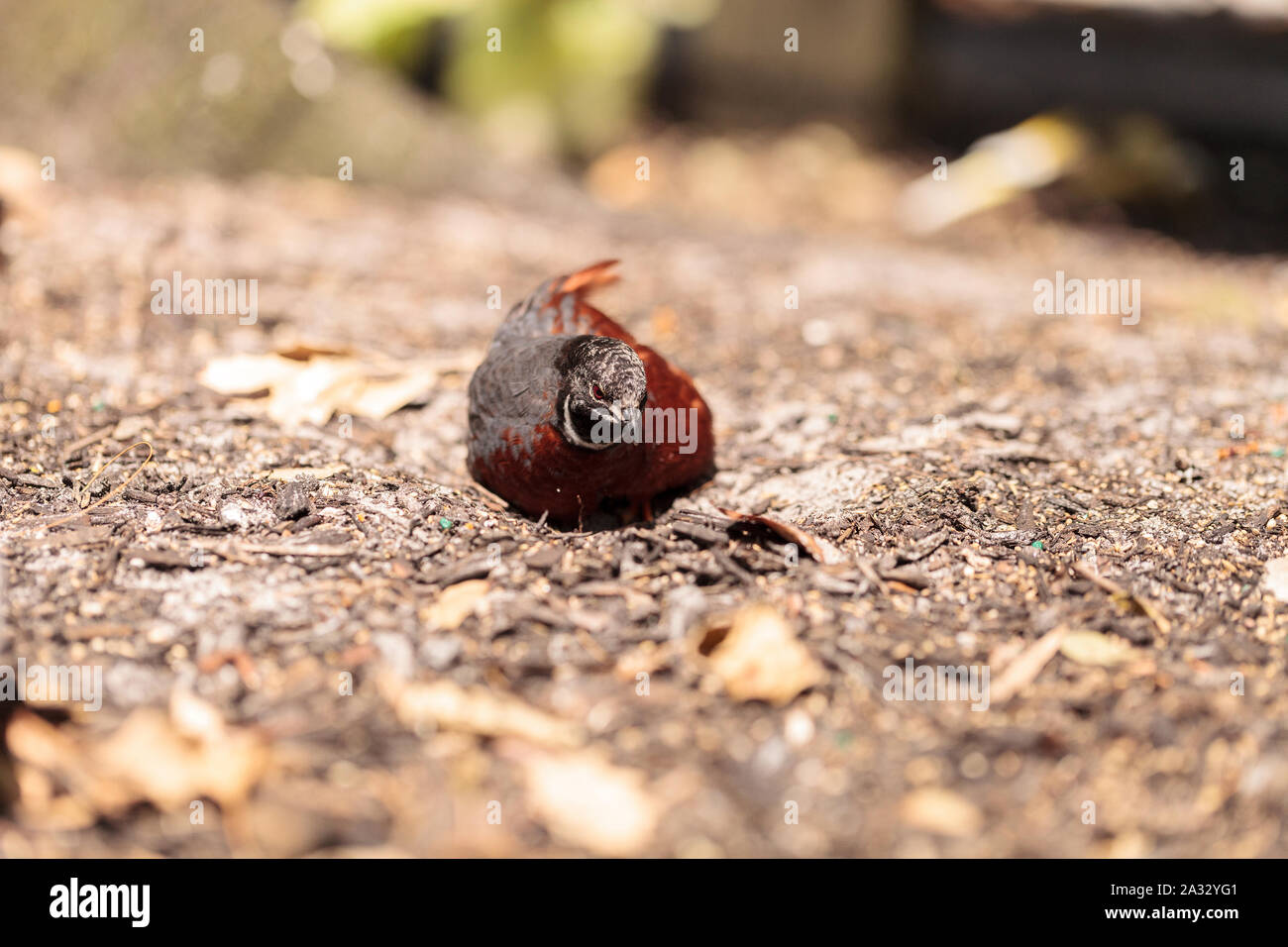 Male king quail hi-res stock photography and images - Alamy
