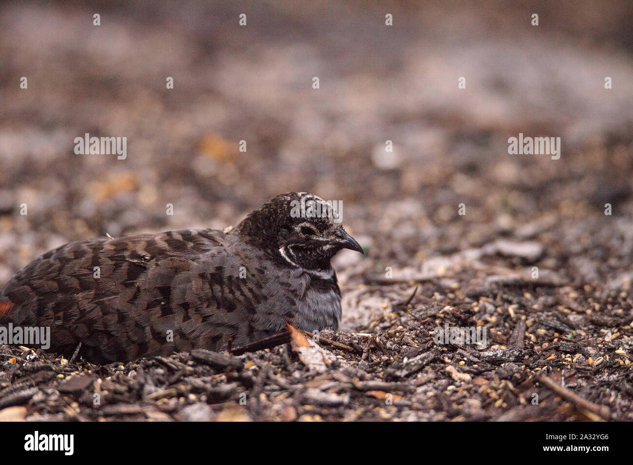 Male king quail hi-res stock photography and images - Alamy