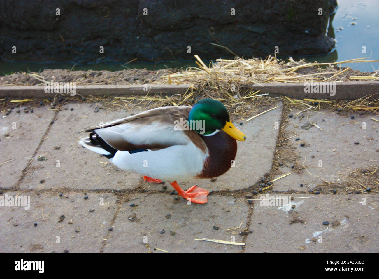 close up of a single animal. feathery bird. goose, bright green-headed ...