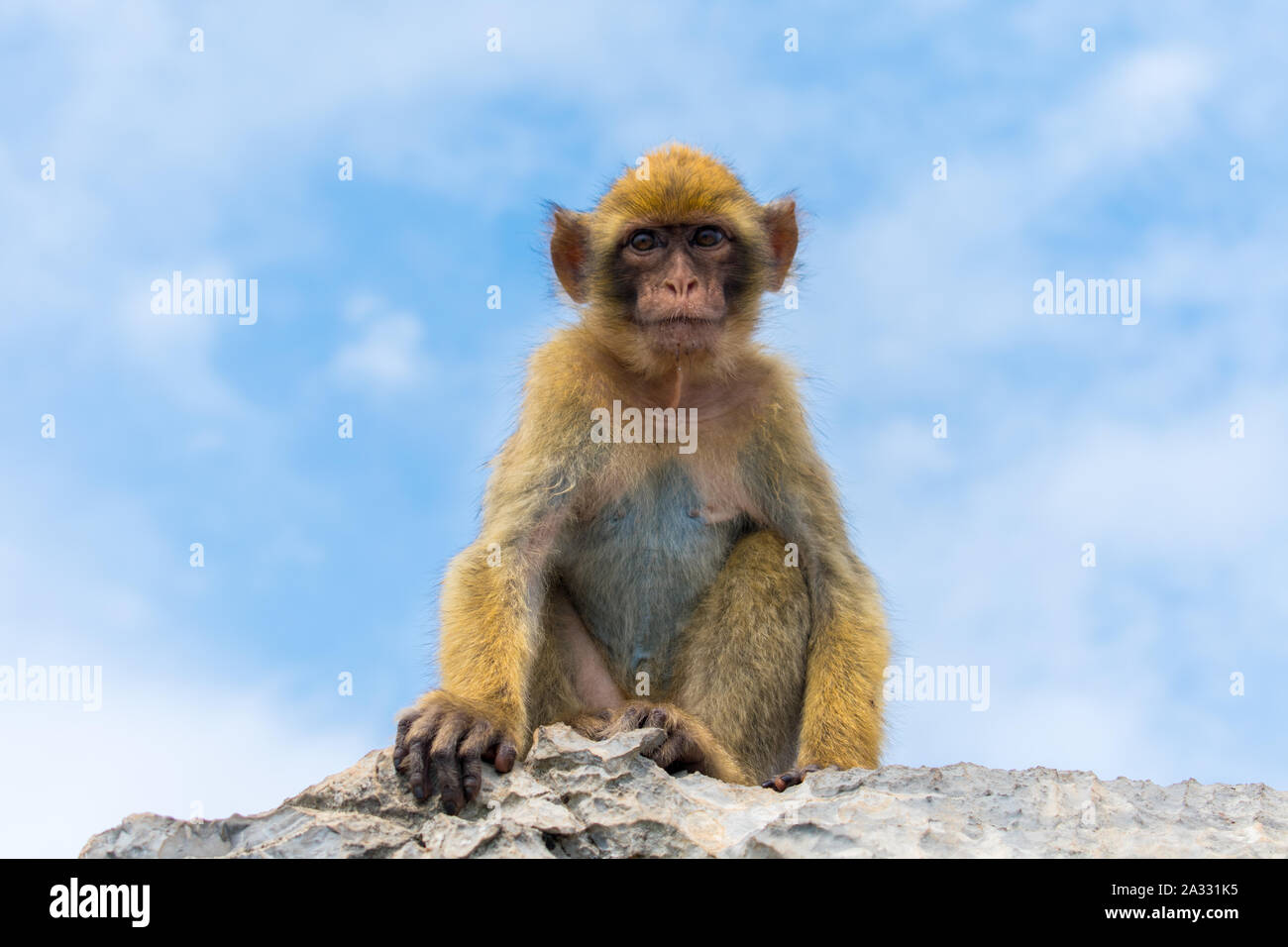 Animal singe singes hi-res stock photography and images - Alamy