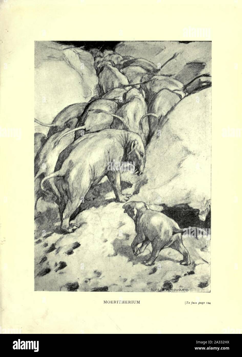 Evolution in the past (Plate 33 Stock Photo - Alamy